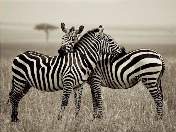 interesting facts about zebra extremely dangerous animal Man could not ...