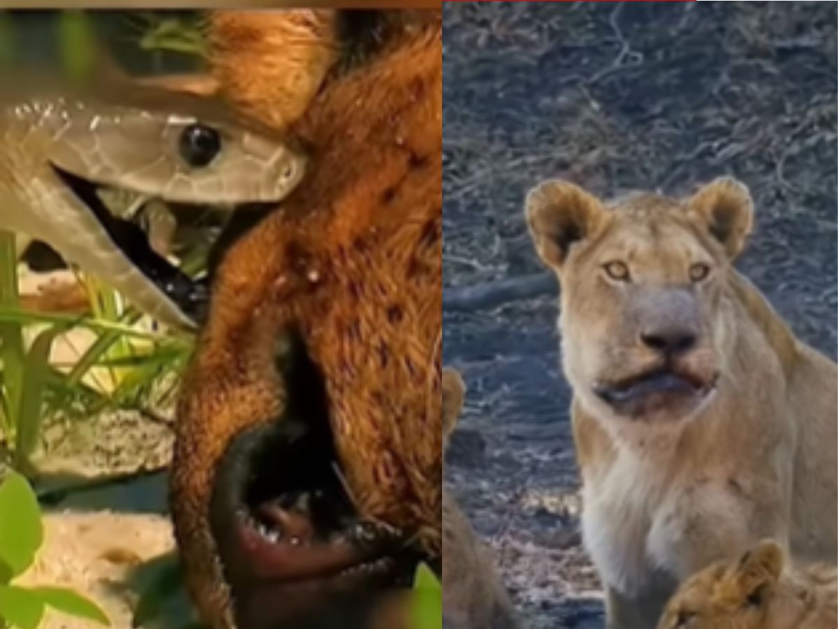black mamba vs lioness shocking viral video africa jungle news | नींद ...