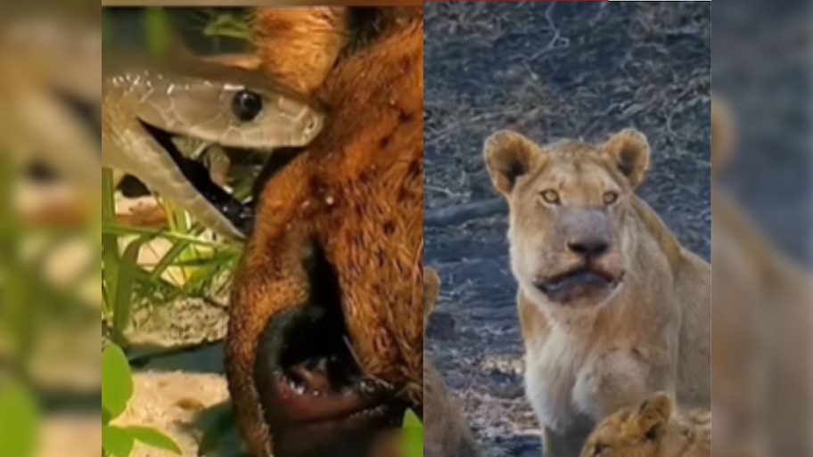 black mamba vs lioness shocking viral video africa jungle news | नींद ...