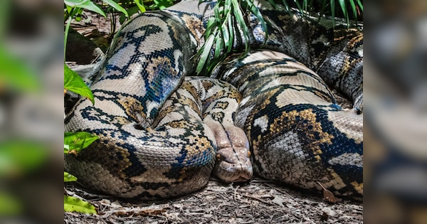 Reticulated pythons longest wild snakes in the world found in indonesia ...