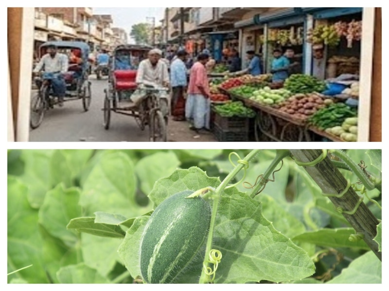 Did You Know Arwal and Parwal are exactly alike | अरवल और परवल हैं ...