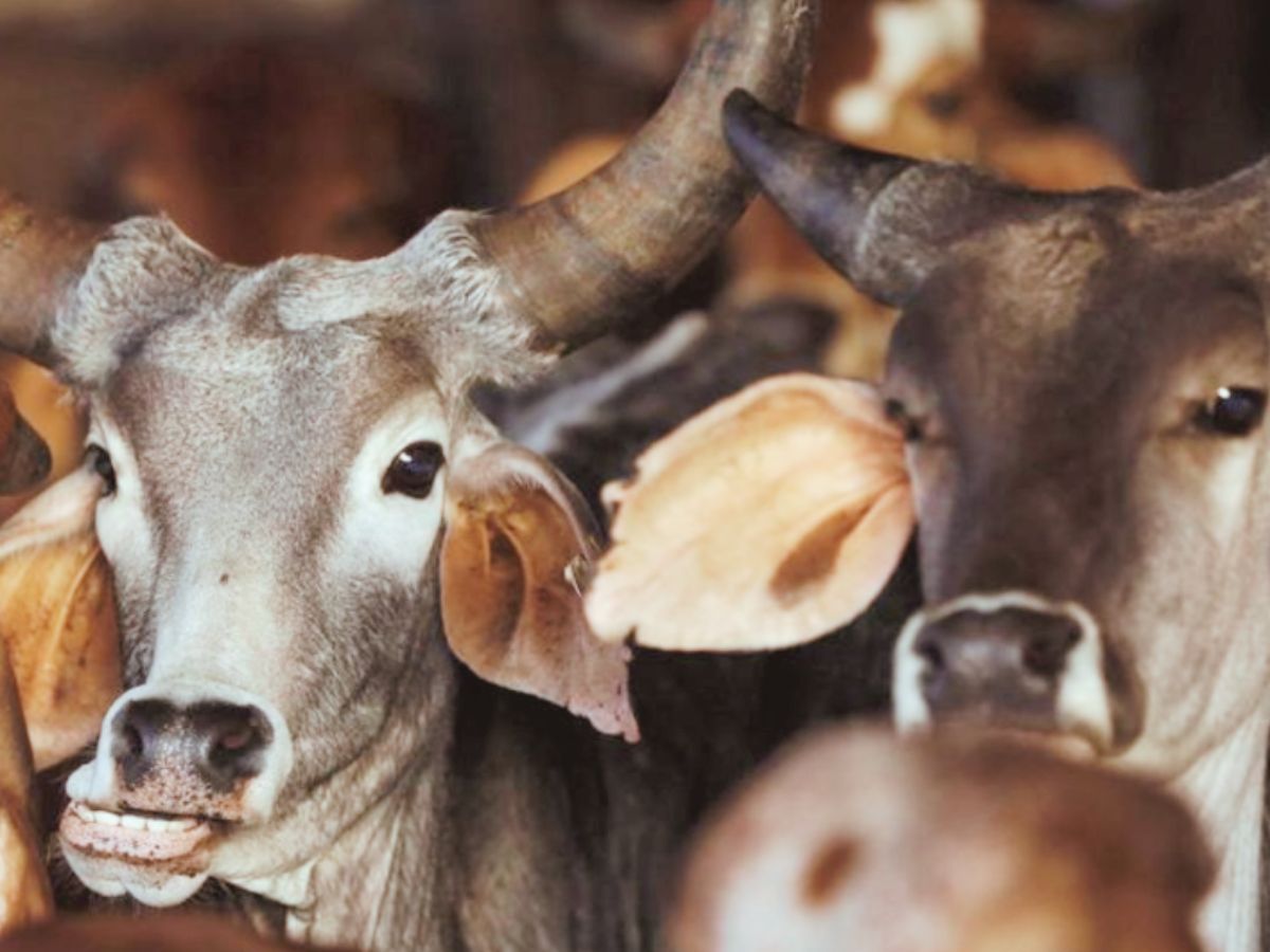 west bengal animal slaughter control act new rules public slaughter ban ...