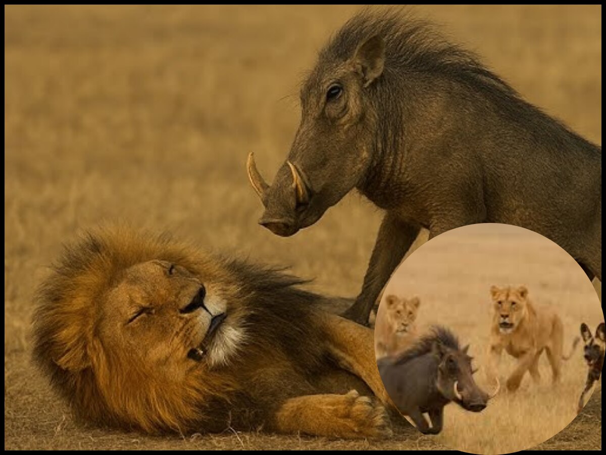 african warthog world most dangerous wild boar will kills lion | शेर का ...
