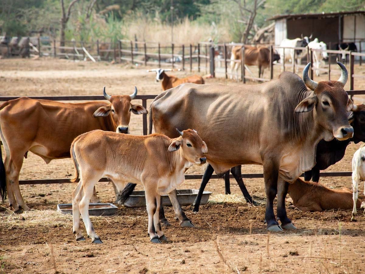 West Bengal tightens restrictions on animal slaughter after government ...