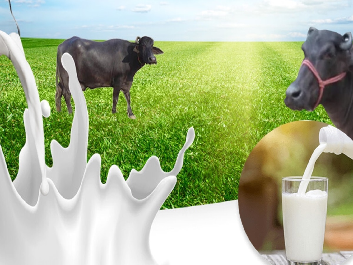 gargi buffalo sets up milk record 23375 liters daily in saharanpur। मिल ...