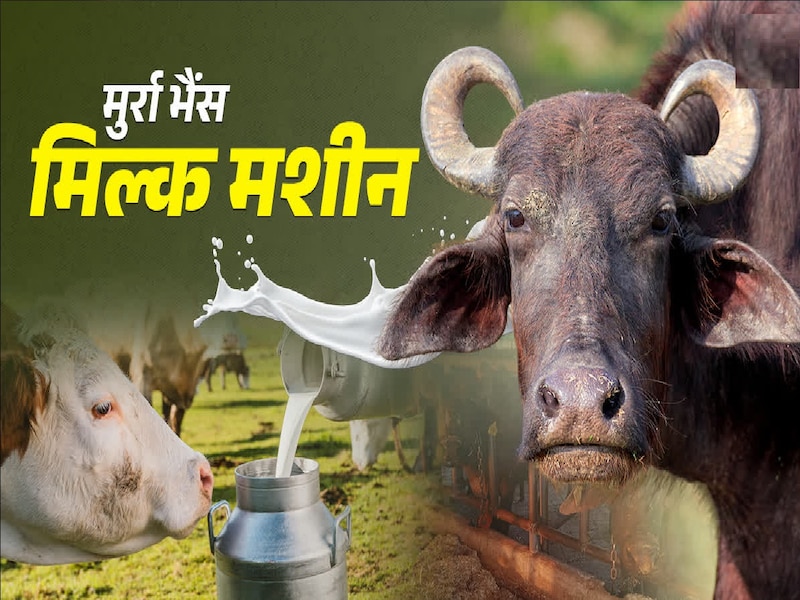 gargi buffalo sets up milk record 23375 liters daily in saharanpur। मिल ...