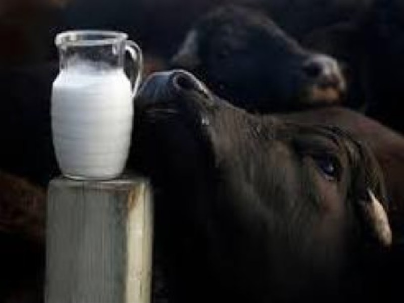 gargi buffalo sets up milk record 23375 liters daily in saharanpur। मिल ...