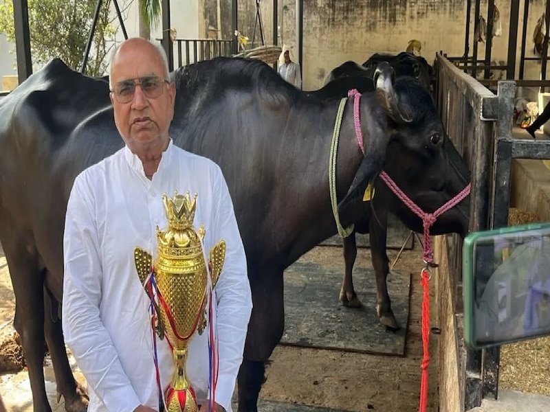 gargi buffalo sets up milk record 23375 liters daily in saharanpur। मिल ...