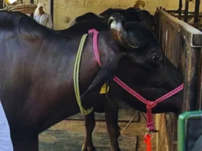 gargi buffalo sets up milk record 23375 liters daily in saharanpur। मिल ...