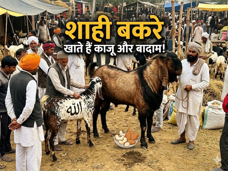 Do you know which Goat Market of uttar Pradesh have highest price ...