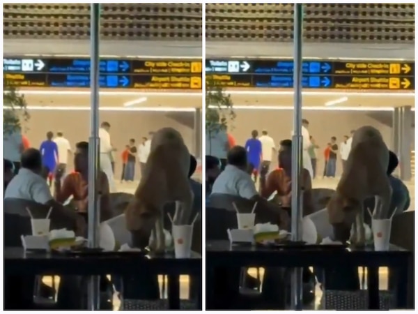 stray dog enters hyderabad airport lounge eats leftover food viral ...
