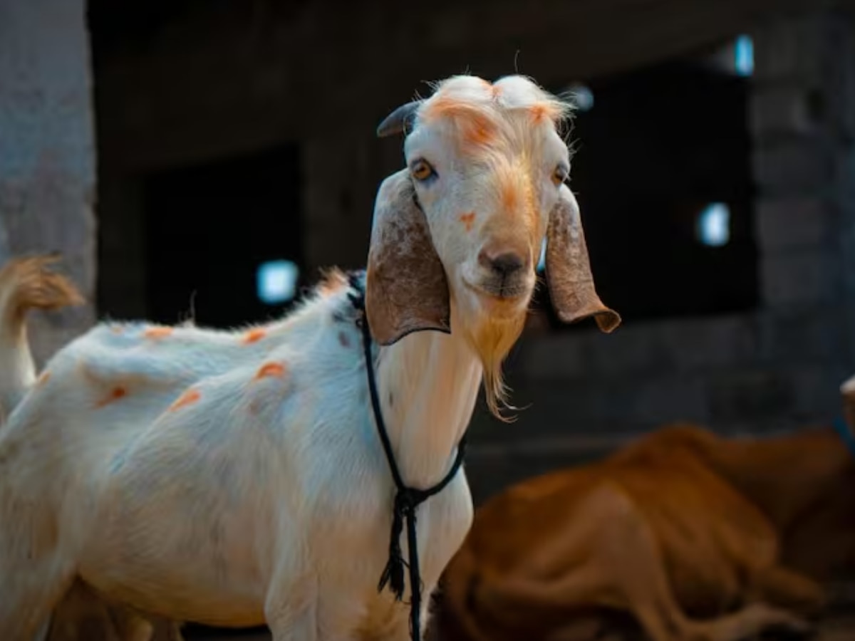 Maharashtra News People of Muslim community will not slaughter goats in ...