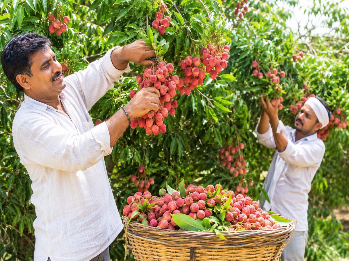 Which area of India grows half of country litchi people call Litchi ...