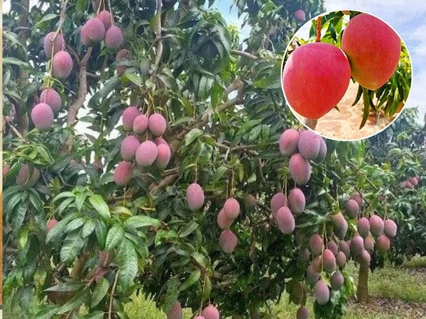 odisha farmer grows worlds most expensive miyazaki mango worth 3 lakh ...