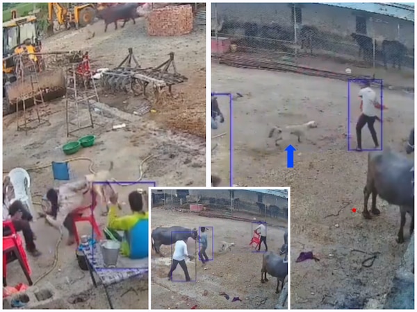 stray dog attacks multiple people within 30 seconds horrific video ...