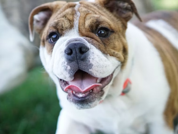 American pitbull rottweilers to bulldog dogs breed banned in india ...