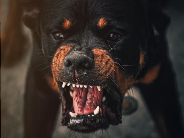 American pitbull rottweilers to bulldog dogs breed banned in india ...