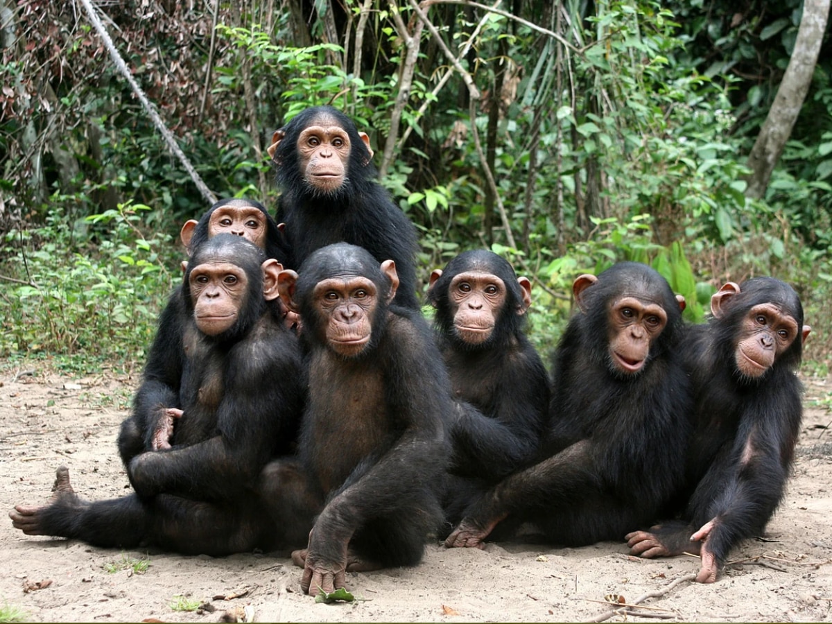 Evolution of Friendship New Study Reveals Humans Inherited Friend ...