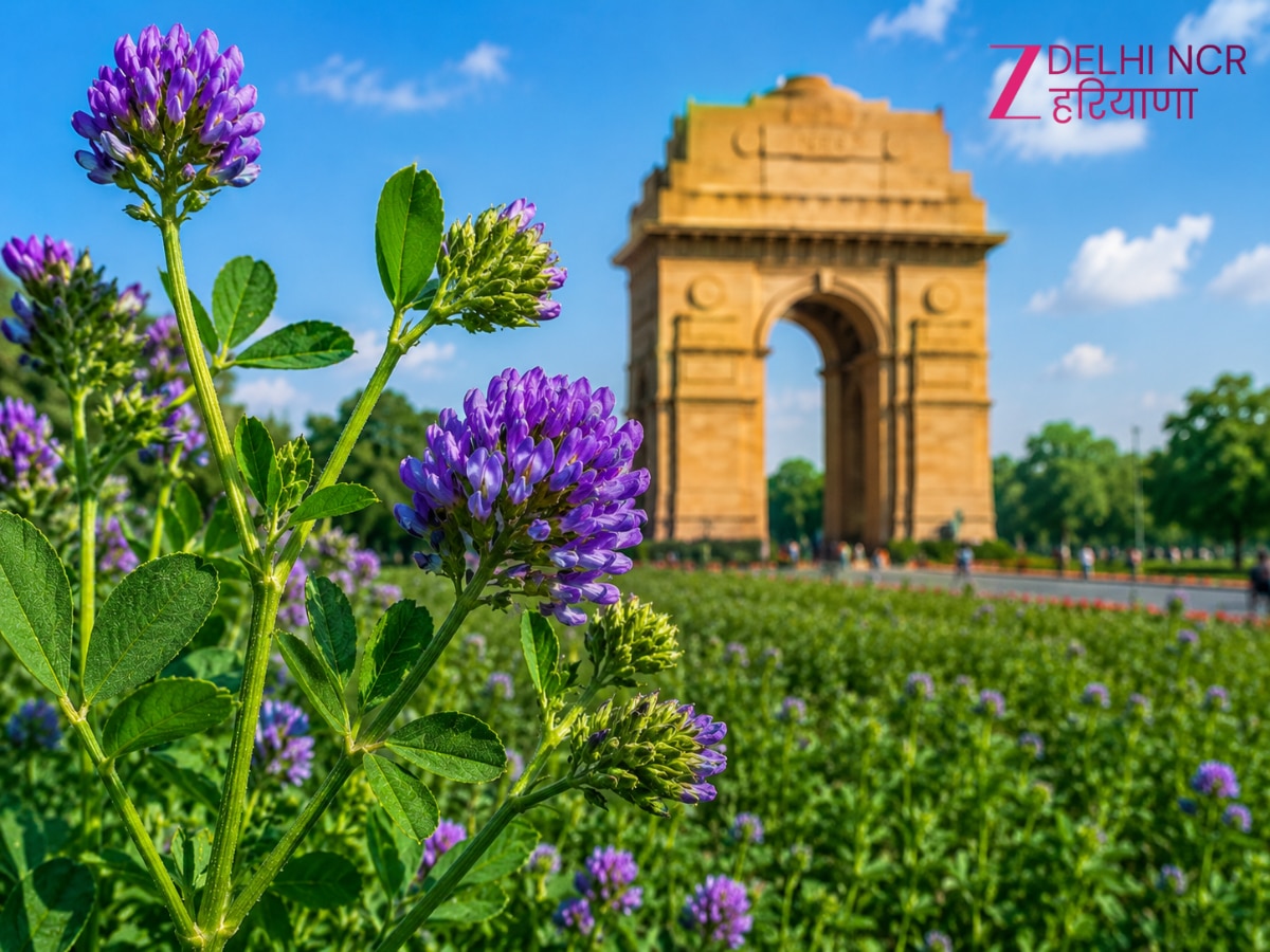 State Flower of Delhi: कमल-गुलाब नहीं ये है दिल्ली का राज्य फूल, जानें ...