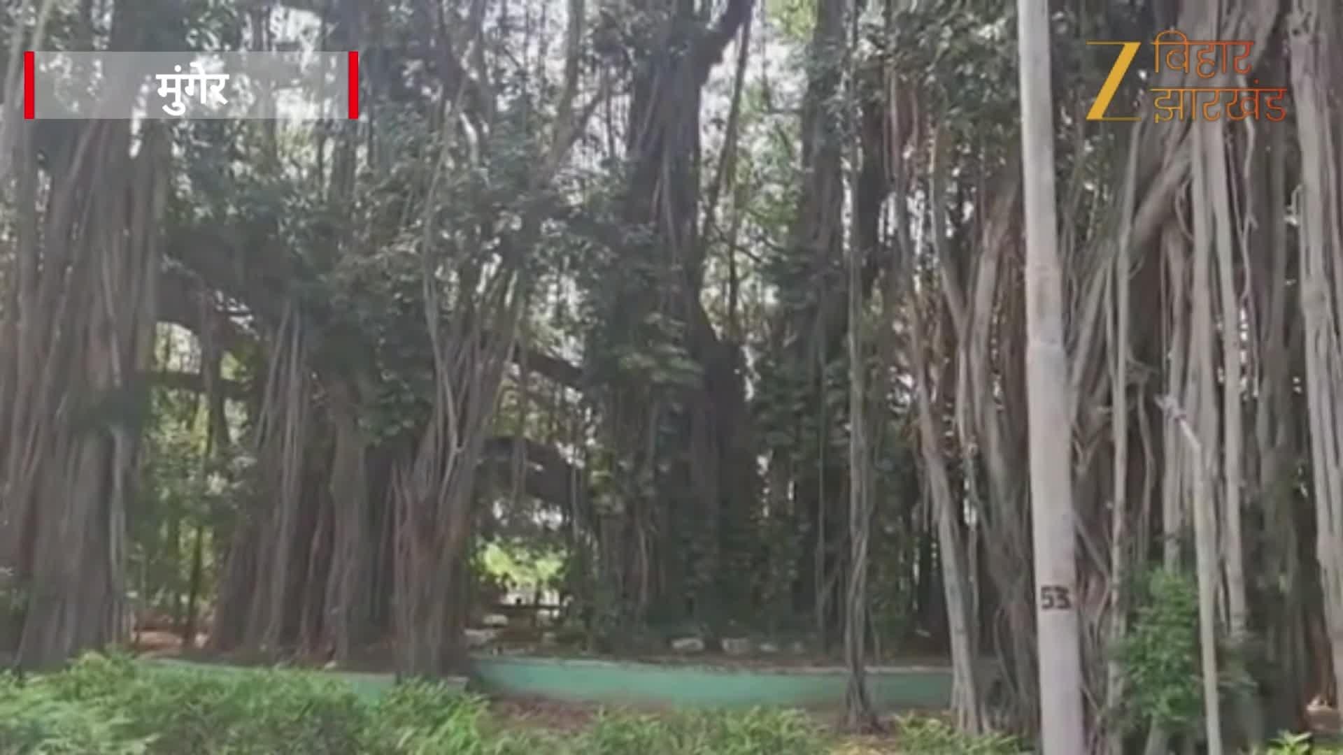 Munger 700-year-old banyan tree will become country first heritage tree ...