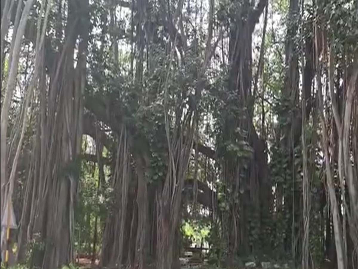 bihar ke munger me mila desh ka sabse purana bargad tree heritage ...