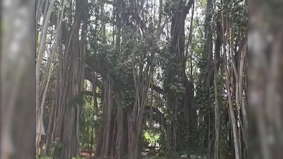 bihar ke munger me mila desh ka sabse purana bargad tree heritage ...