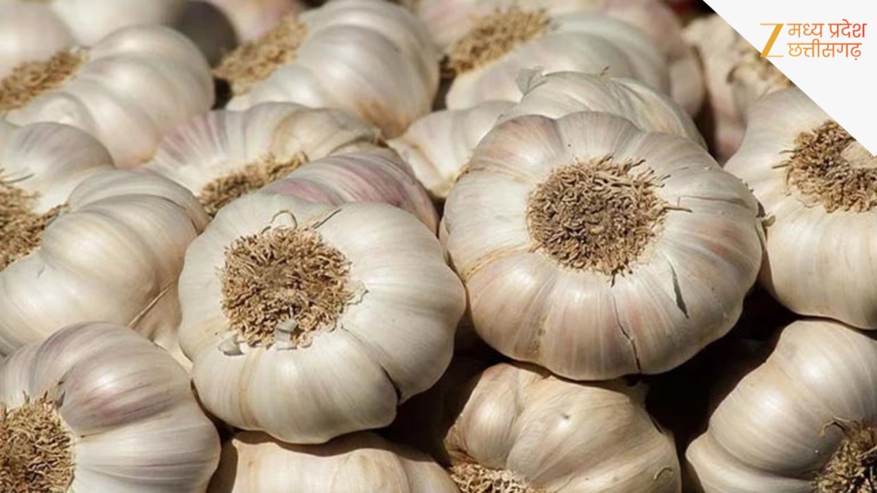 mp mandi garlic letest rate today agar malwa indore shajapur dewas me ...