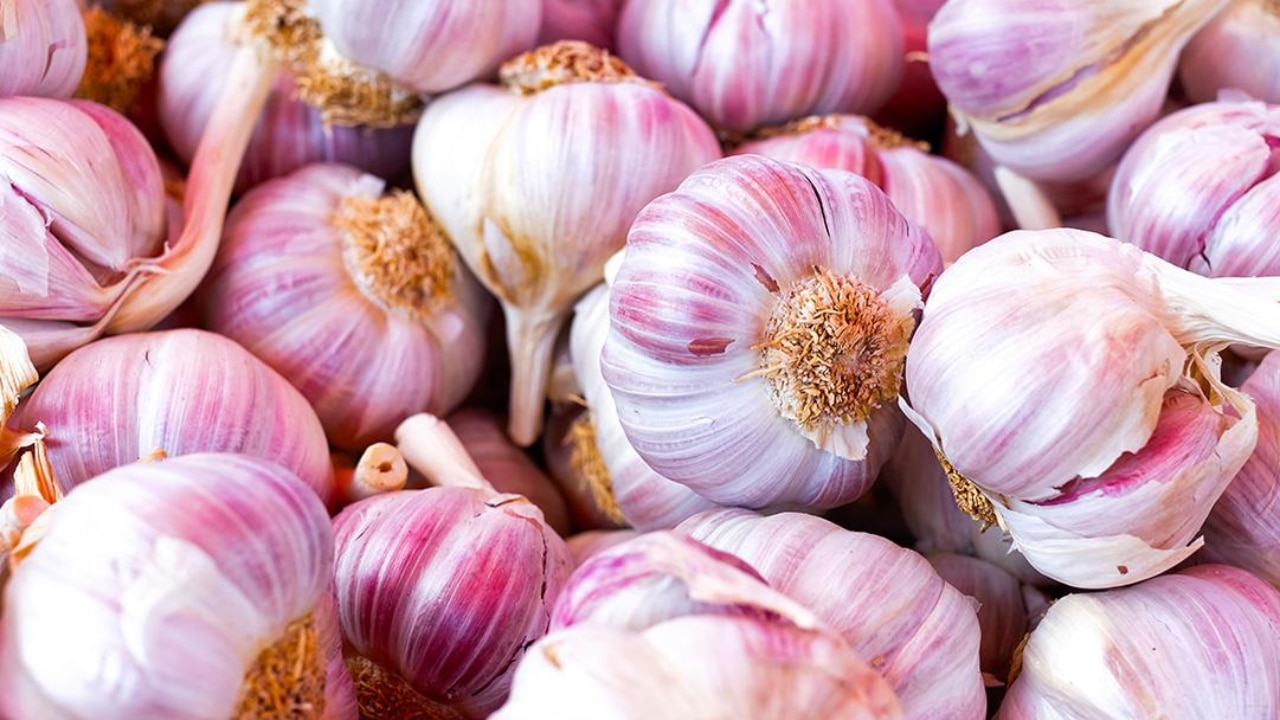 mp mandi garlic letest rate today agar malwa indore shajapur dewas me ...
