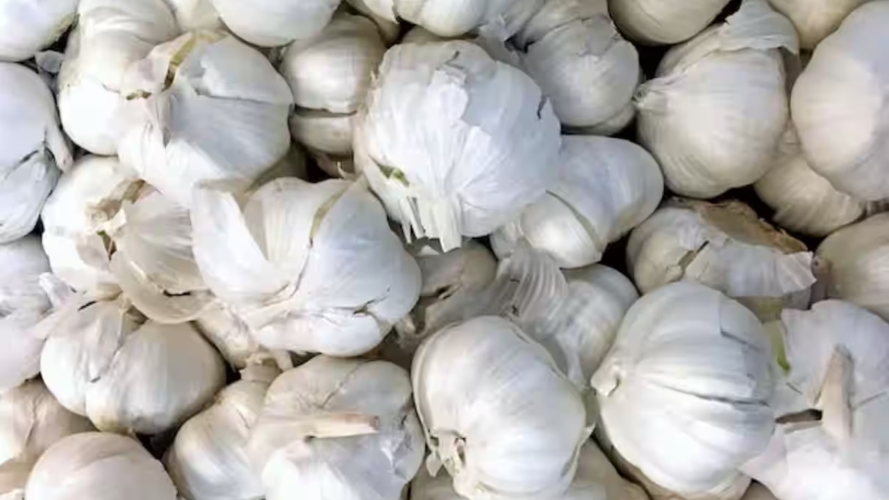 mp mandi garlic letest rate today agar malwa indore shajapur dewas me ...