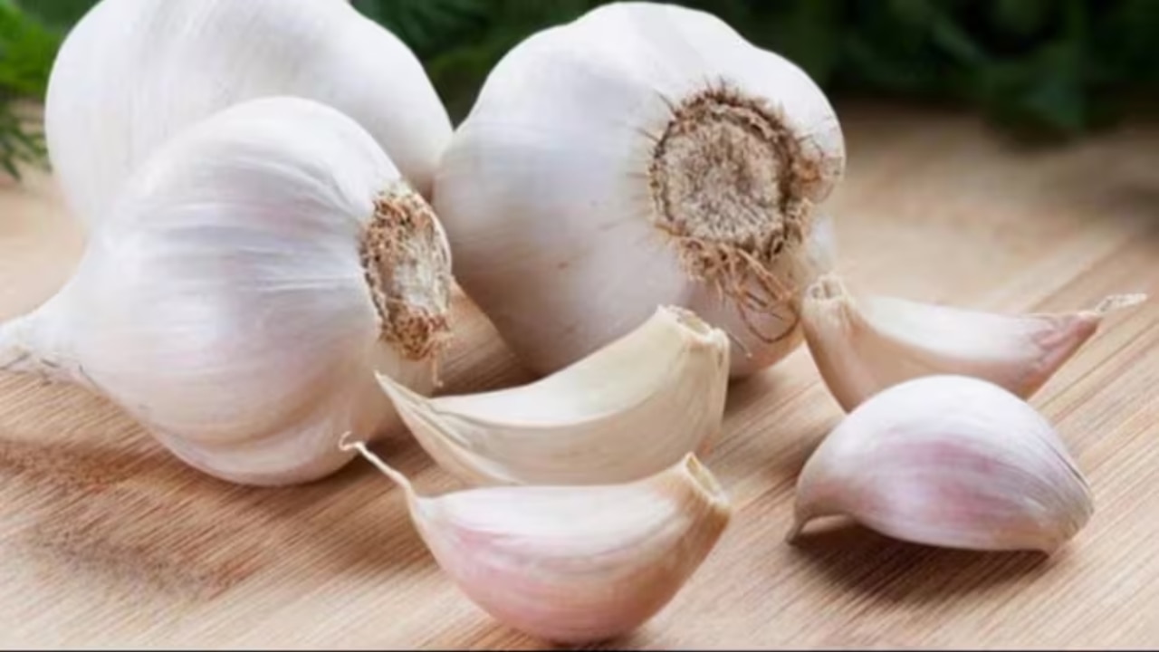 mp mandi garlic letest rate today agar malwa indore shajapur dewas me ...