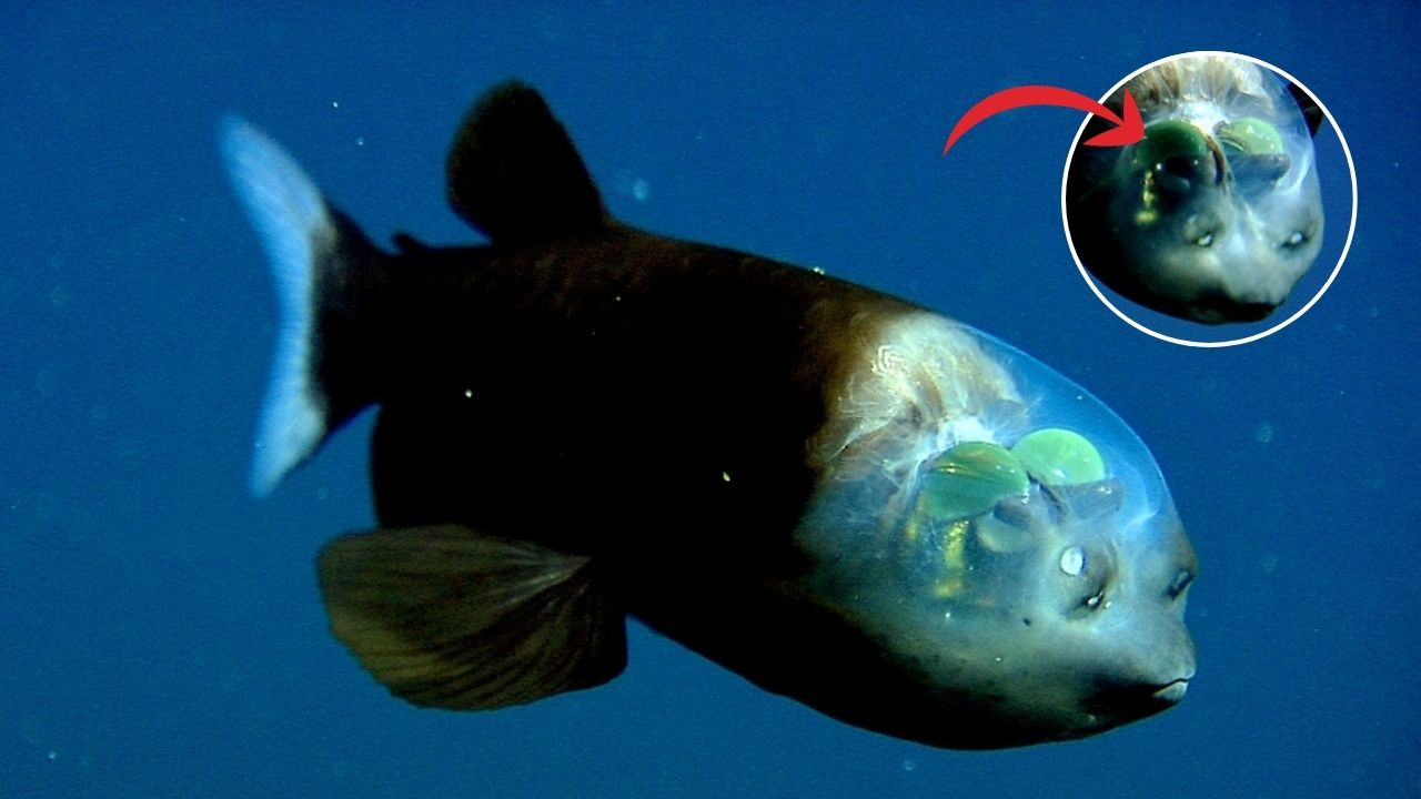 transparent glass head fish deep sea mystery pacific barreleye | खोपड़ी ...