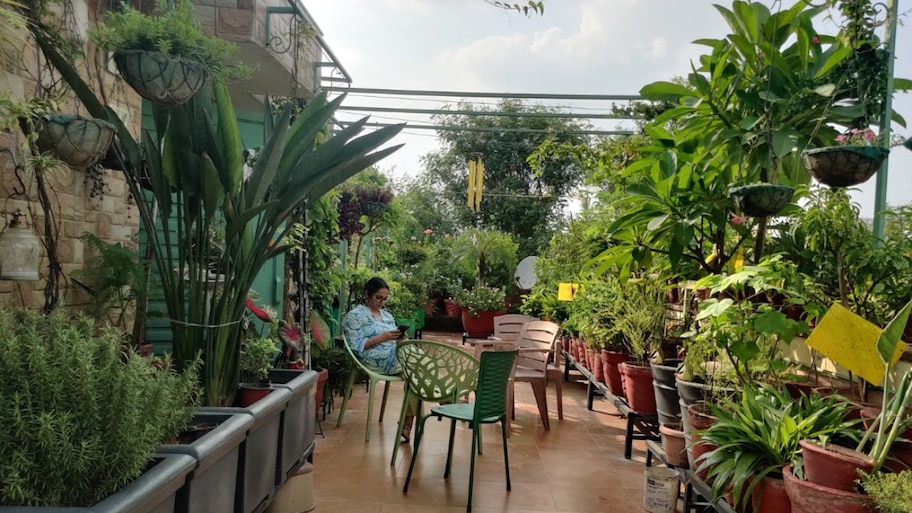 Vegetables Grown on Delhi Rooftops Are Reaching Markets The Silent Rise ...