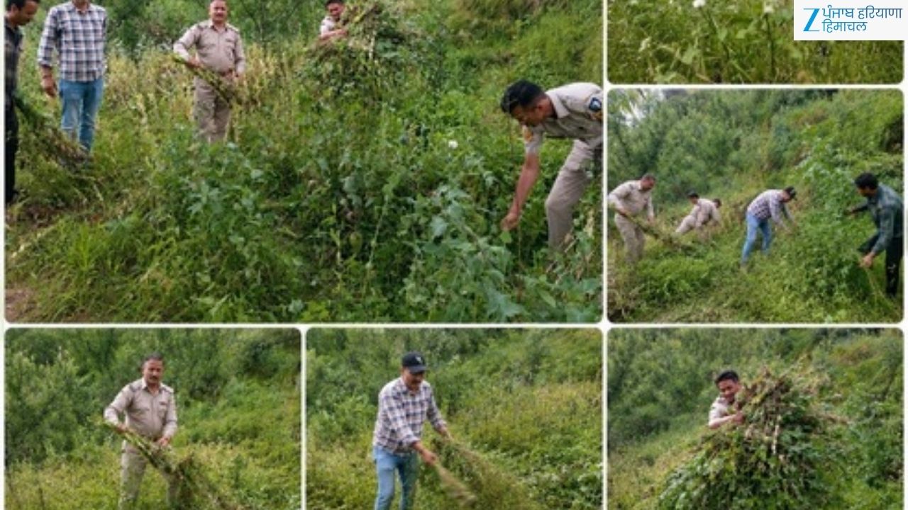 chirgaon opium cultivation busted 3591 poppy plants recovered shimla ...
