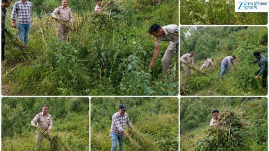chirgaon opium cultivation busted 3591 poppy plants recovered shimla ...