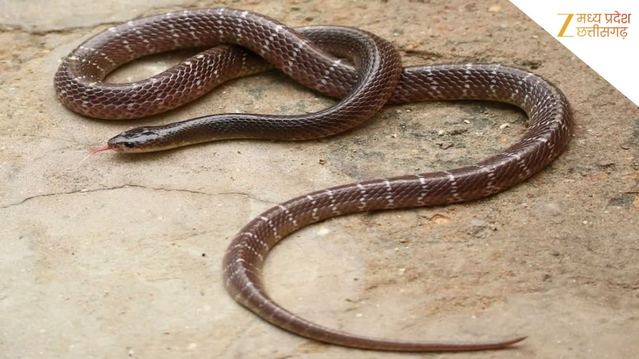 World's most venomous snake found in Ujjain | उज्जैन में मिला दुनिया का ...