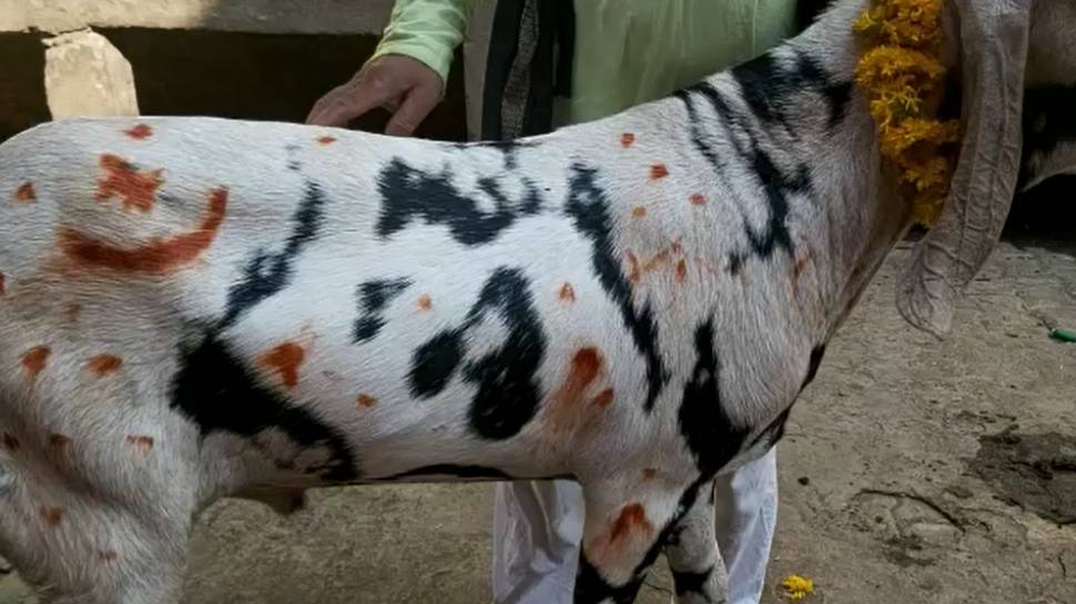 Bakrid 2022 Lalitpur unique bakra Mohammed Allah and 786 written on his ...