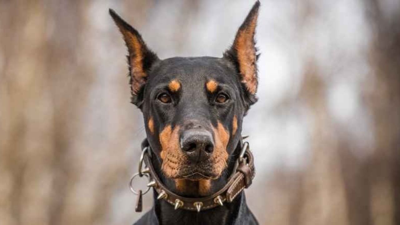pit bull rottweiler german shepherd doberman bullmastiff most dangerous ...