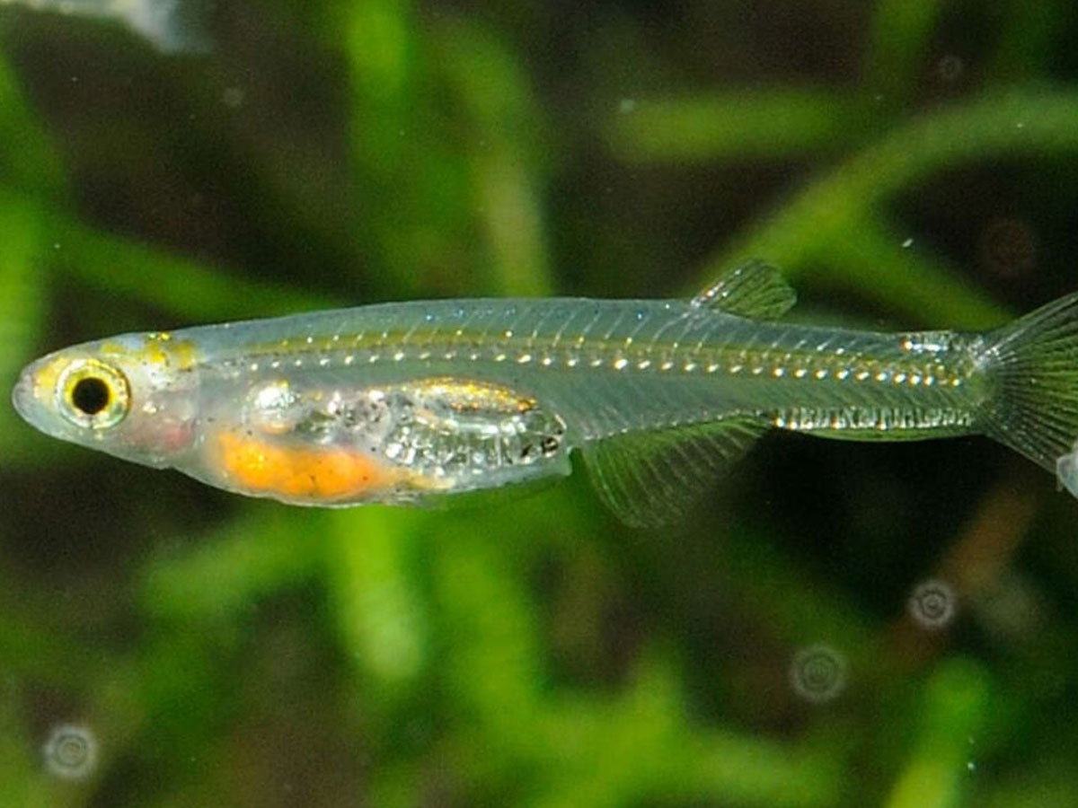 Tiny fish Danionella Cerebrum generating sound as loud as a gunshot ...