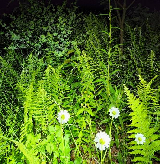 Optical illusion khojo to jaane find hidden frog in illusion ...
