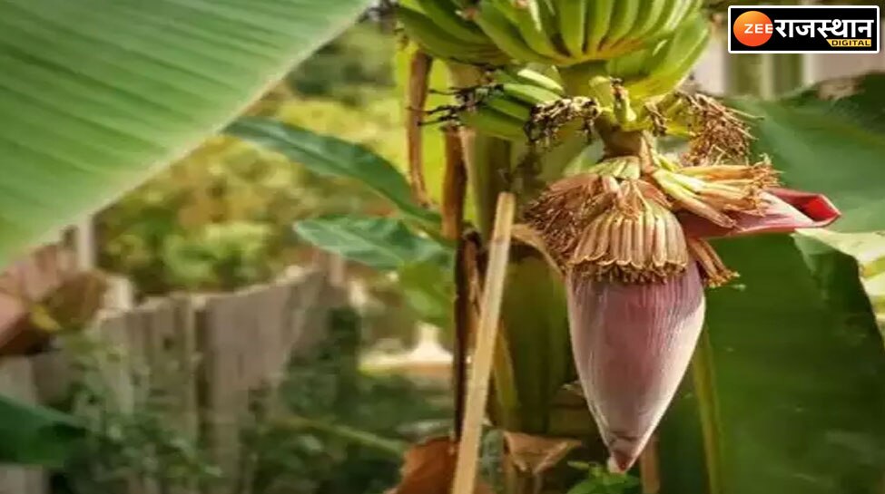 These are trees and plants on which you can tie kalava in new year and ...