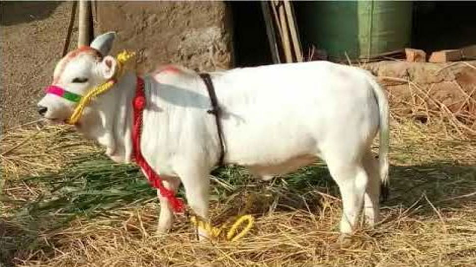Know specialties of Baby Punganur Cow an endangered species of Andhra ...