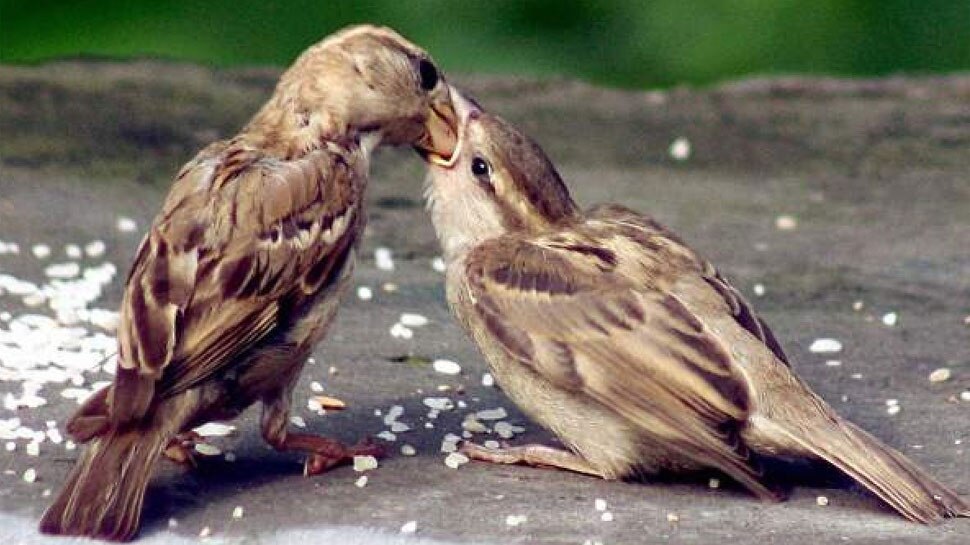 World sparrow day history of this bird also related to cricket know ...