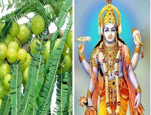 Akshaya Navami: Worshiping Amla tree will give boon of healing ...