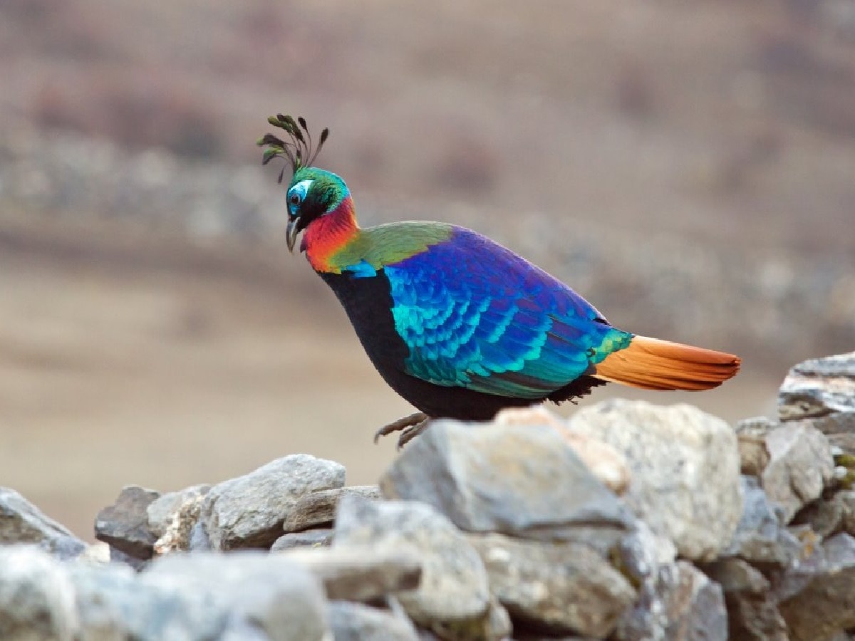 this mysterious bird of the himalayas is more beautiful than peacock ...
