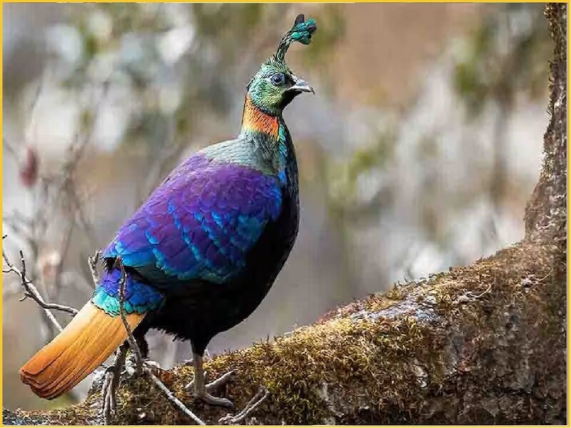 this mysterious bird of the himalayas is more beautiful than peacock ...
