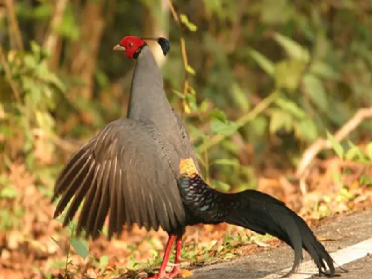 Thailand National Bird Siamese Fireback seen in ranikht for first time ...
