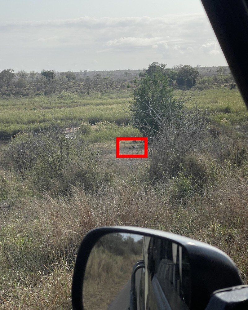 khojo to jaane find hidden Lion in Jungle viral illusion brainstorming ...