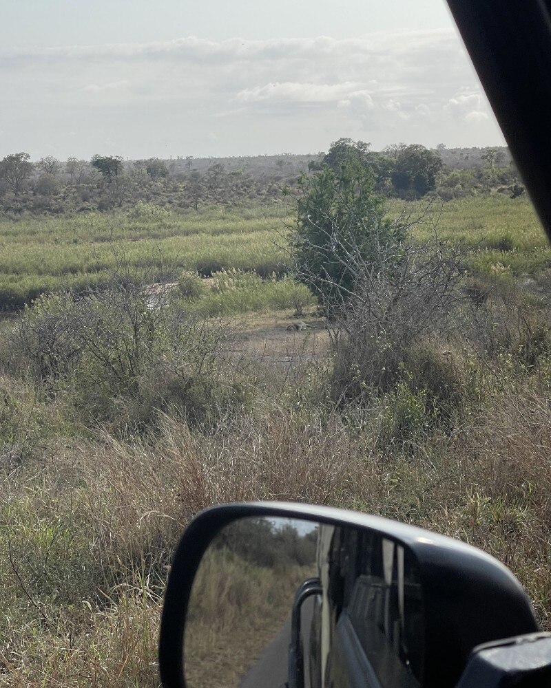 khojo to jaane find hidden Lion in Jungle viral illusion brainstorming ...