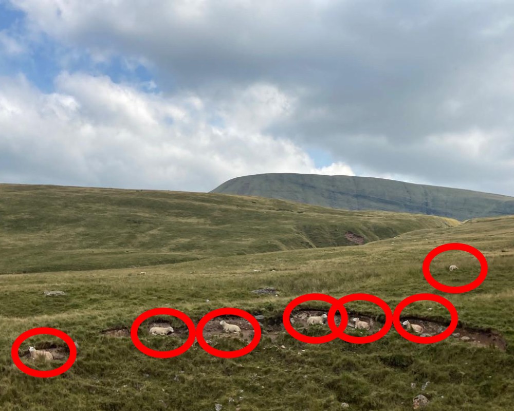 khojo to jaane find hidden sheep in farm viral illusion brainstorming ...