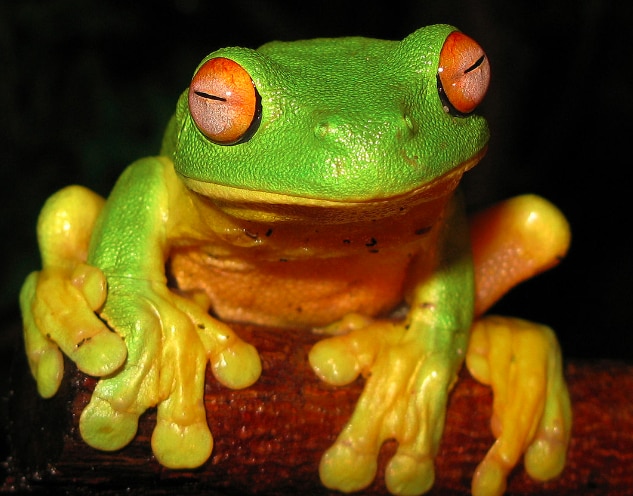 This frog swallowed firefly and became a viral internet sensation | इस ...